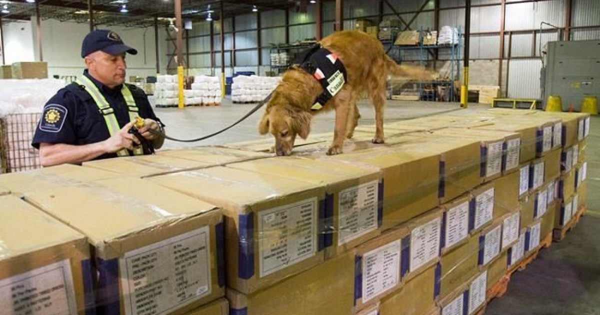 National Newswatch | Detector dogs could help sniff out more…