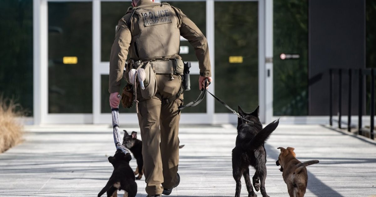 National Newswatch | Problems with RCMP police dog program pose…