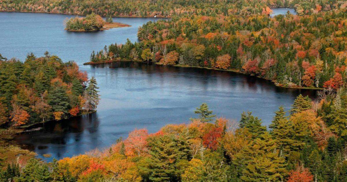 National Newswatch | Canada’s forests: the roots of a resilient nation